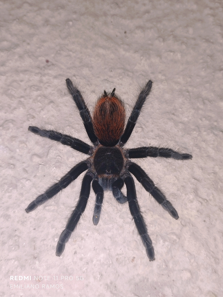 Mexican Red-rump Tarantula in August 2024 by EMILIANO RAMOS · iNaturalist