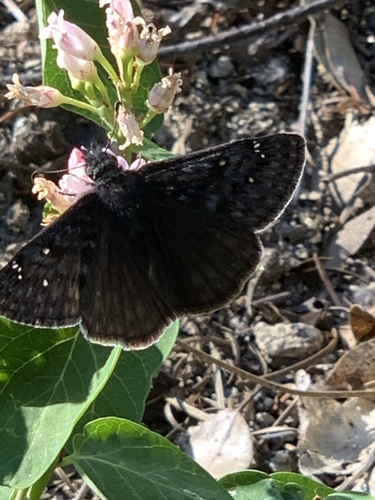 Dyar's Duskywing (Subspecies Erynnis pacuvius lilius) · iNaturalist