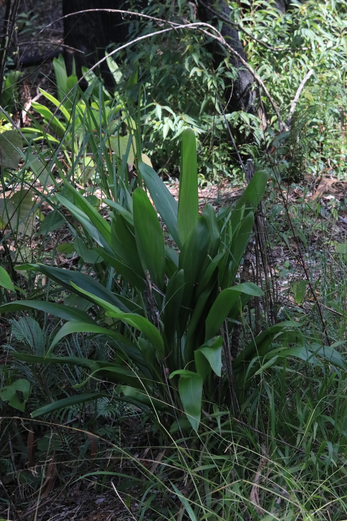 Broad leaved Palm Lily from Sherwood NSW 2450, Australia on August 28, 2024 at 02:13 PM by ...