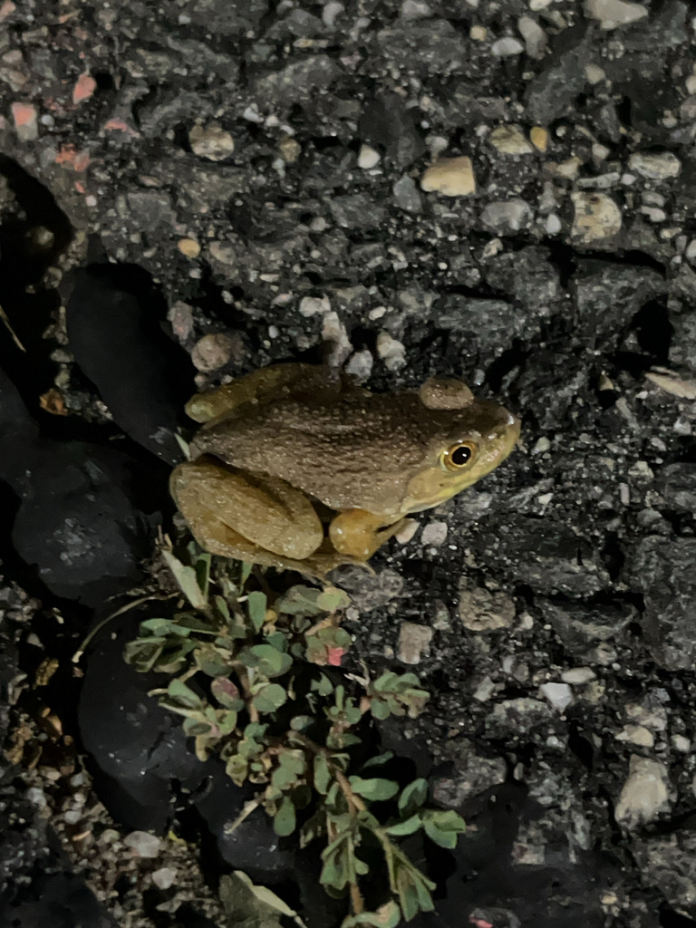 American Bullfrog from Long Island, Middle Island, NY, US on August 28 ...