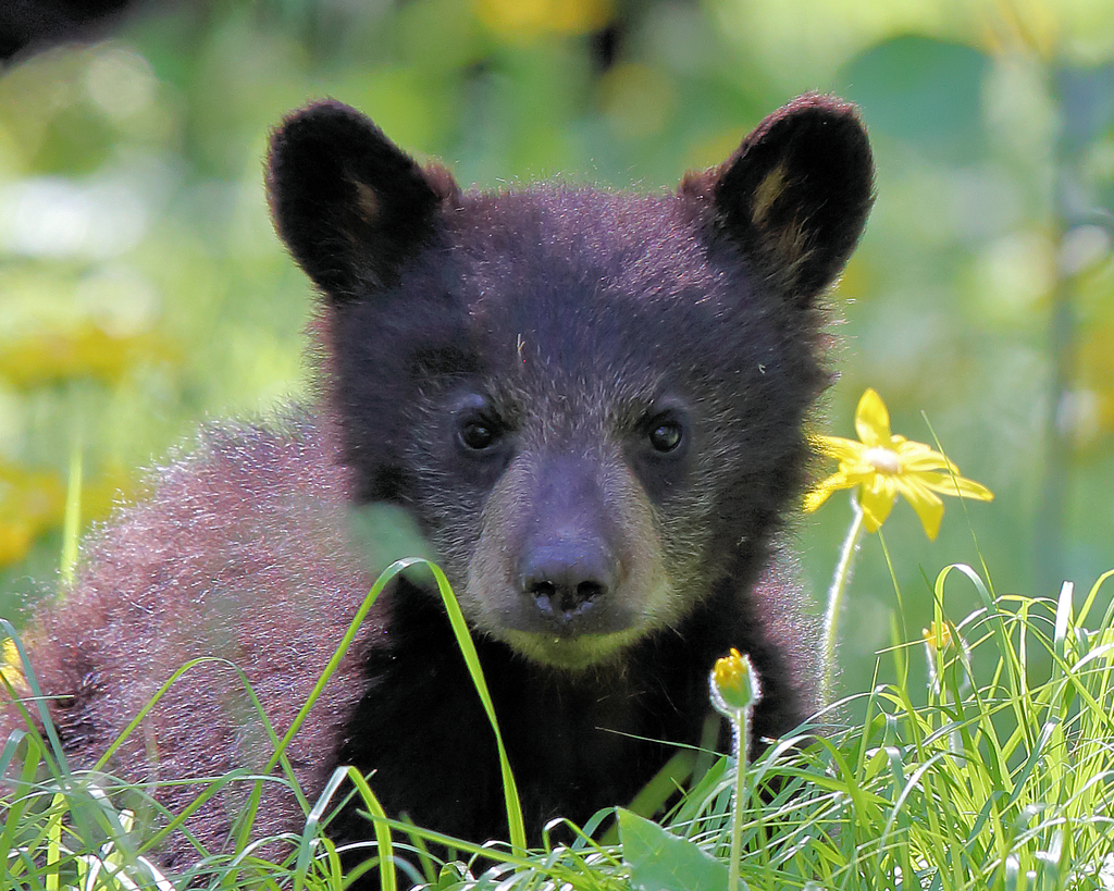 American Black Bear from Sanders County, MT, USA on May 29, 2019 at 10: ...