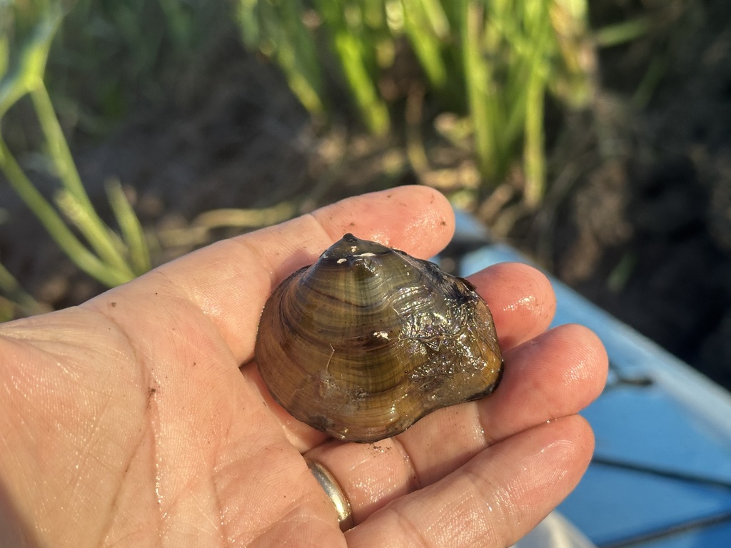Three-horn Wartyback from La Crosse, WI, US on August 28, 2024 at 06:27 ...