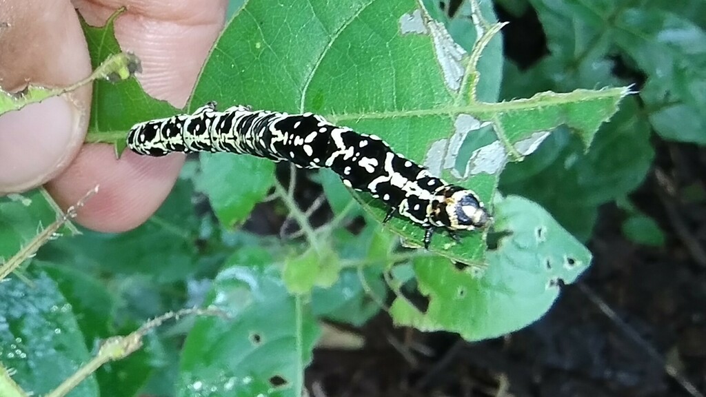 Calesia from BNHS CEC on August 27, 2024 at 11:48 AM by Dinesh Sharma ...