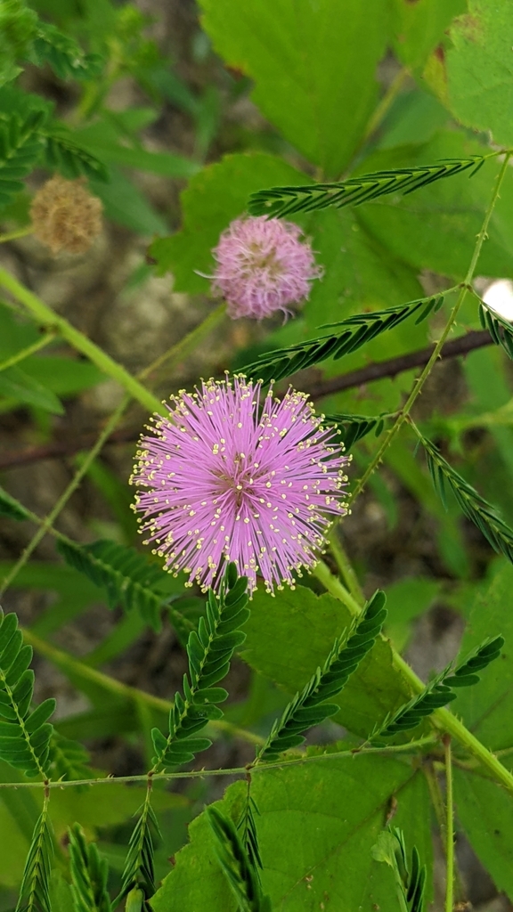 littleleaf sensitive-briar from Jamestown, TN 38556, USA on August 23 ...