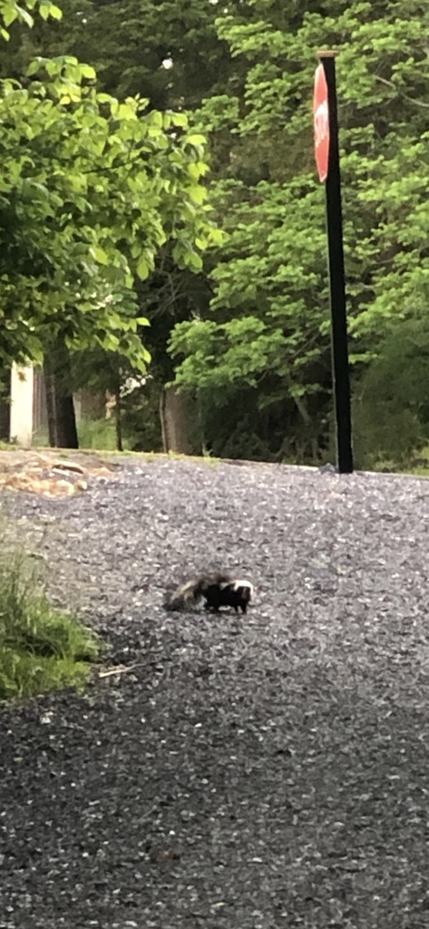 Striped Skunk from Virginia Military Institute, Lexington, VA, US on ...