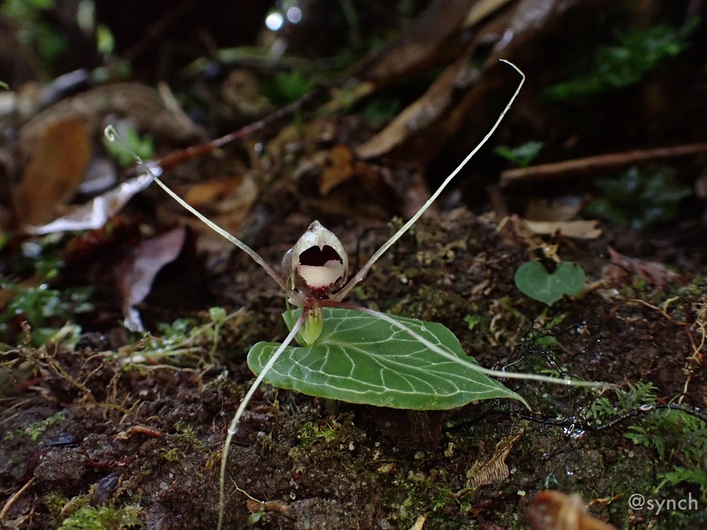 Corybas pictus in August 2024 by synch_. maybe; unique shape of dorsal ...
