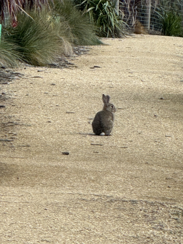 European Rabbit from Tasmania, Seven Mile Beach, TAS, AU on August 29 ...