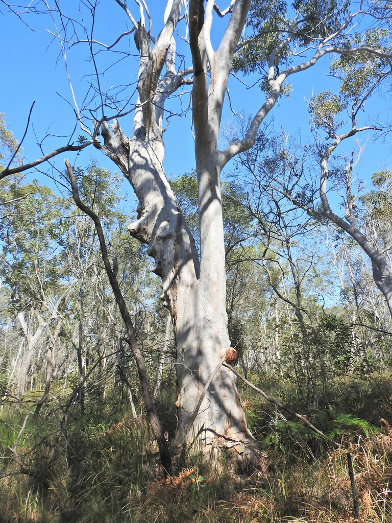 Scribbly Gum from Maaroom QLD, Australia on August 29, 2024 at 09:31 AM ...