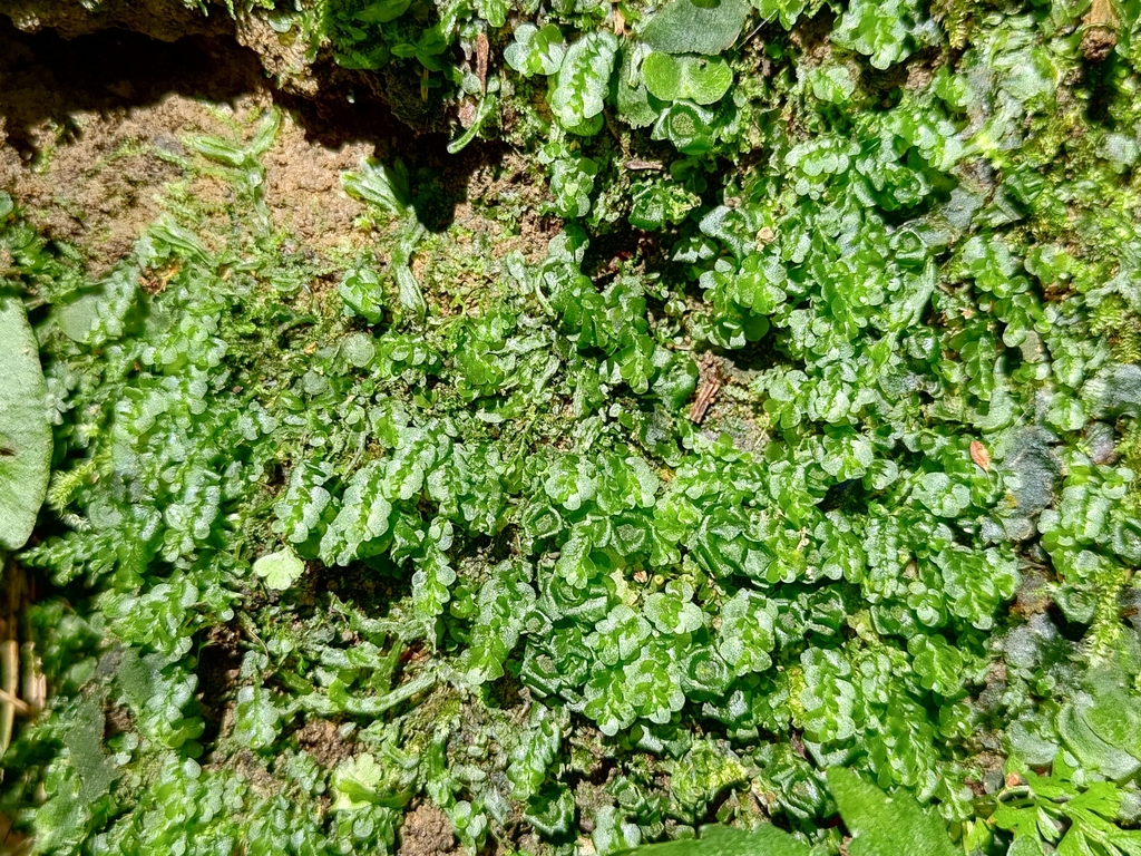 Haplomitrium mnioides from 336台灣桃園市復興區30 on August 27, 2024 at 02:21 PM ...