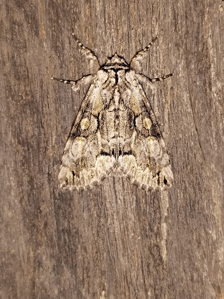 Charadra from San Sebastián del Oeste Centro, San Sebastián del Oeste ...