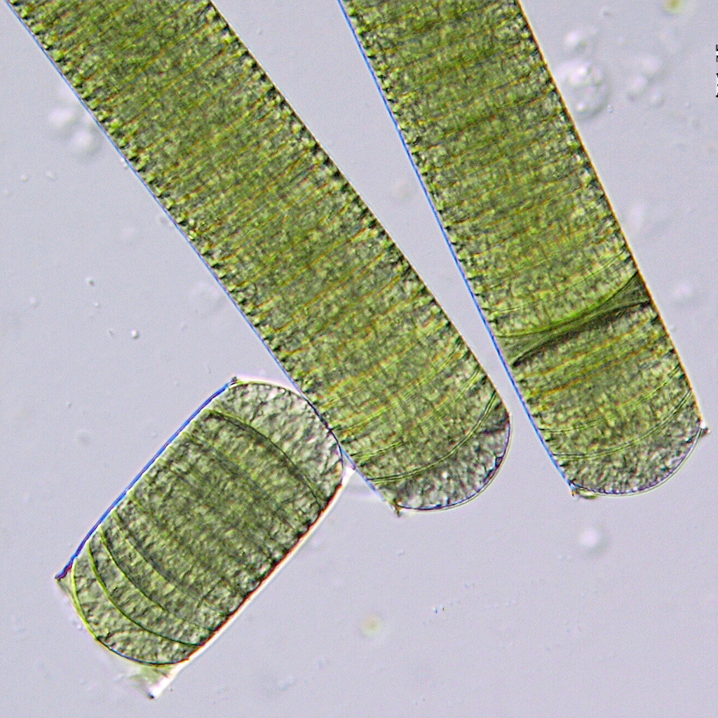 Oscillatoria princeps from Imbil QLD 4570, Australia on April 7, 2003 ...