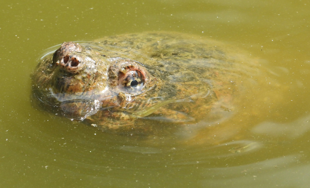 Common Snapping Turtle from Forest Glen, Silver Spring, MD, USA on ...