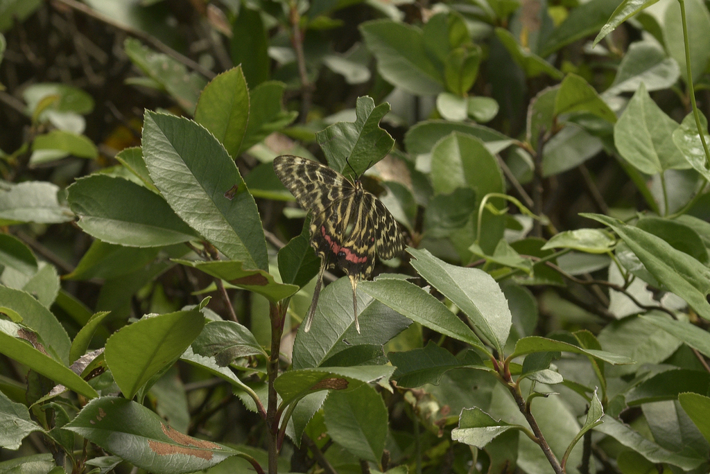 Dragon Swallowtail from 中国安徽省铜陵市义安区 on August 28, 2024 at 02:55 PM by ...