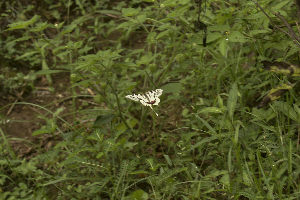 Dragon Swallowtail from 中国安徽省铜陵市义安区 on August 28, 2024 at 02:50 PM by ...