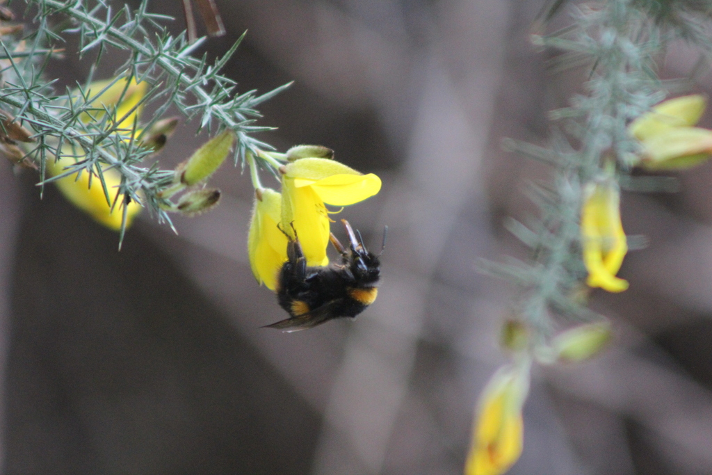 Buff-tailed Bumble Bee from South Hobart TAS 7004, Australia on August ...