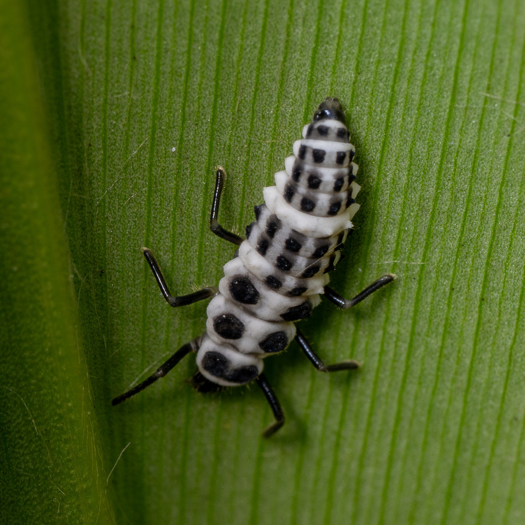 Eastern Ten-spotted Ladybug from Fu Hin Kui, Kwu Tung, New Territories ...