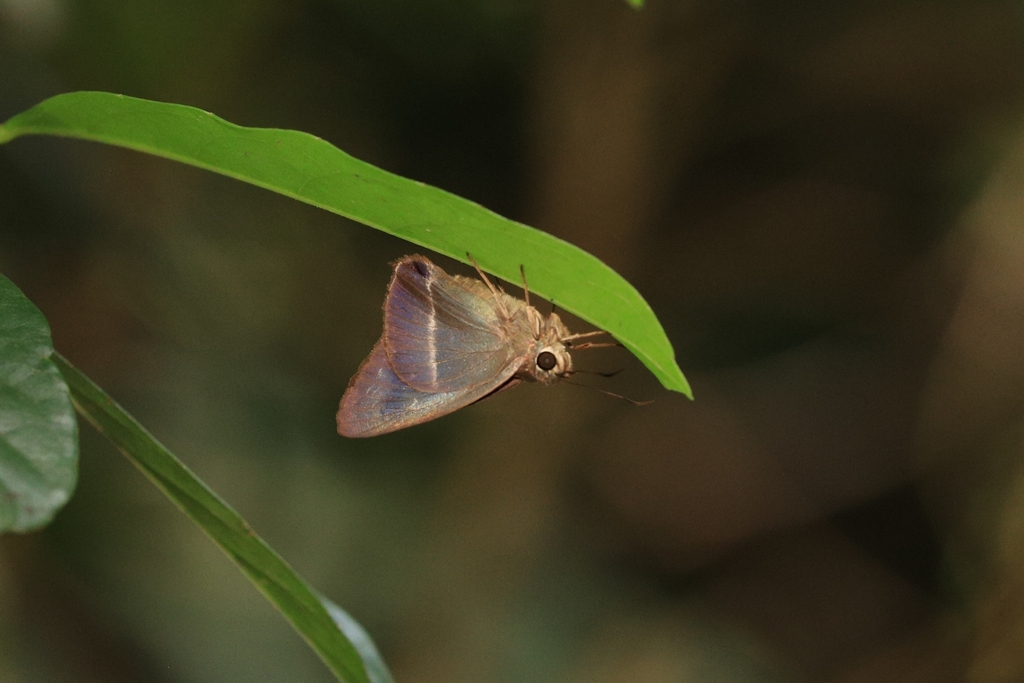 White Banded Awl from Tai Po Kau, Hong Kong on August 28, 2024 at 10:26 ...