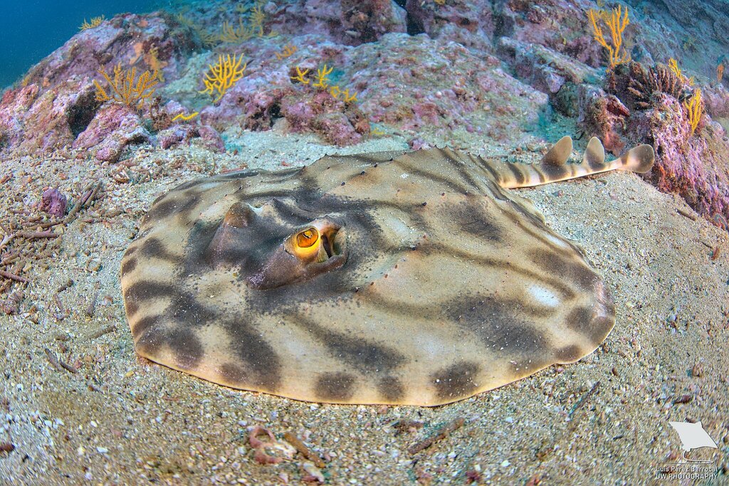 Rays (Batoidea) - Marine Life Identification