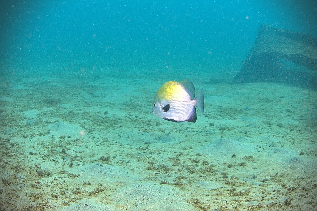West African spadefish (Chaetodipterus lippei) - Marine Life Identification
