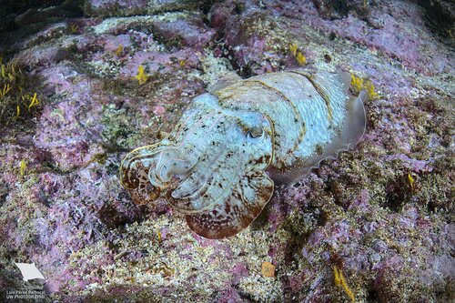 Giant African Cuttlefish (Sepia hierredda) · iNaturalist