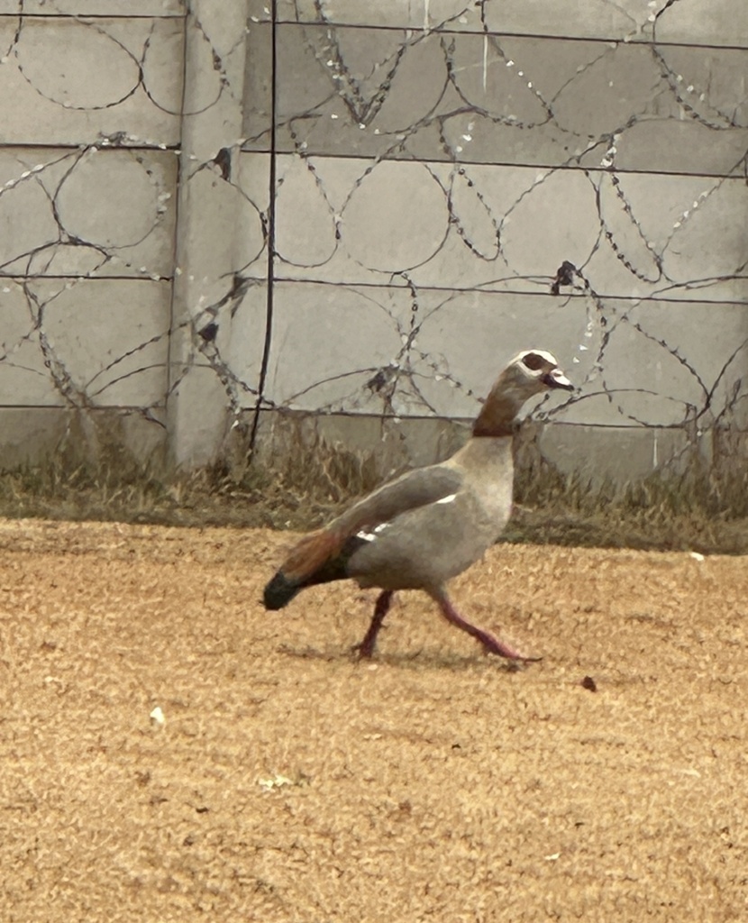 Egyptian Goose from Insephe, Piet Retief, MP, ZA on August 29, 2024 at ...