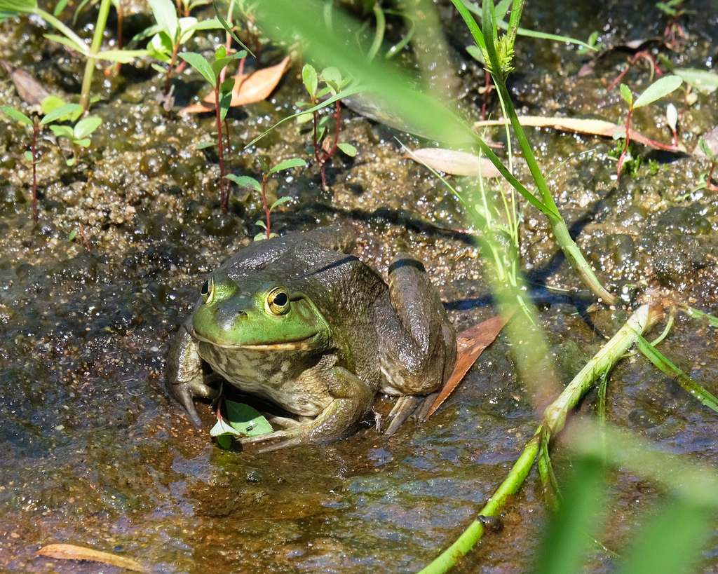 American Bullfrog from Ada County, ID, USA on August 26, 2024 at 02:51 ...