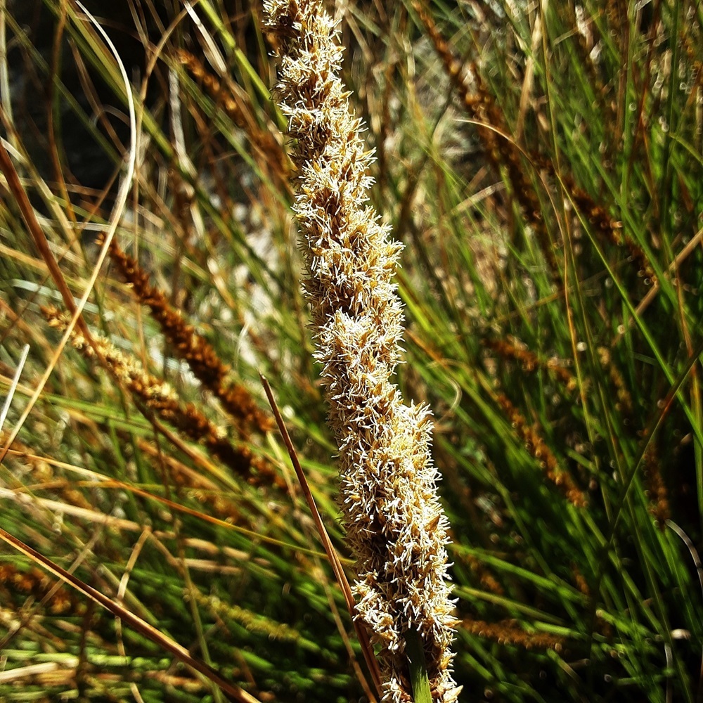 Southern Cutty Sedge from Mount Marsden NSW 2849, Australia on August ...