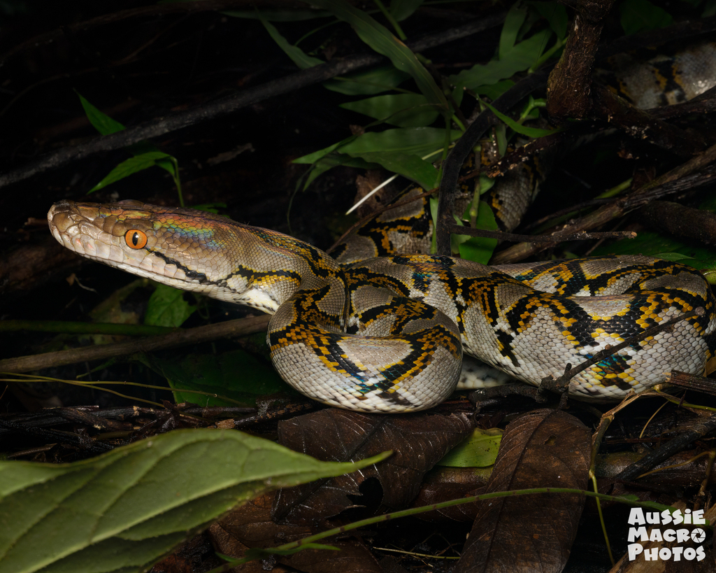 Reticulated Python from Buggin Sumatra, Langkat Regency, North Sumatra ...