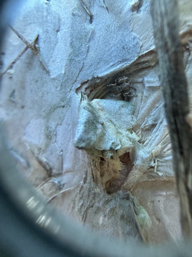 RTA Clade Spiders from UOW: University of Wollongong Australia ...