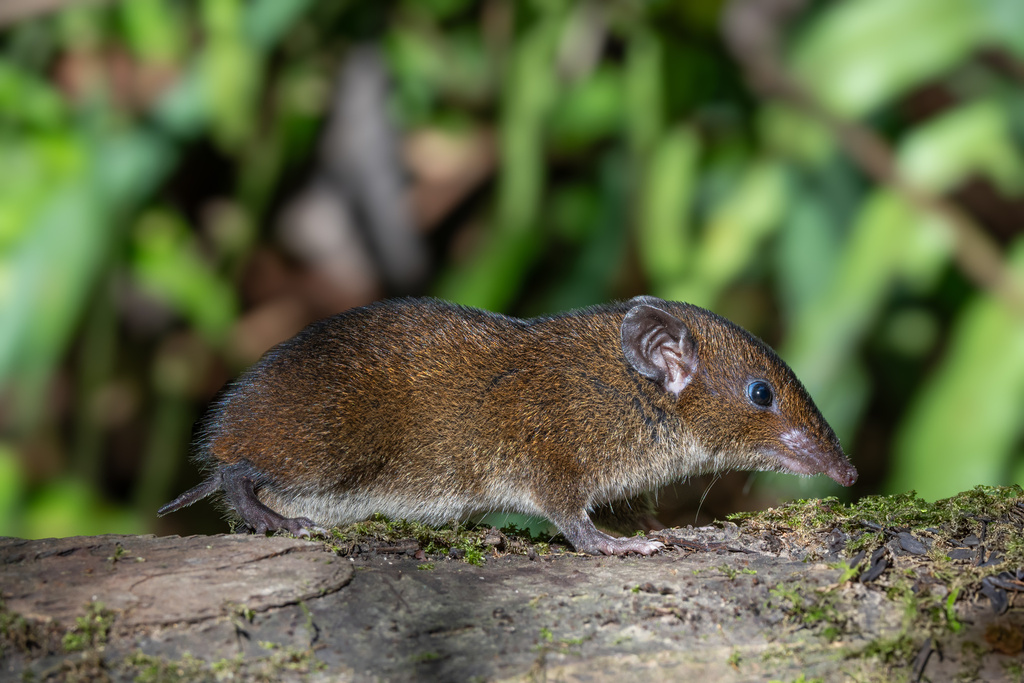 Max's Short-tailed Gymnure from Jalan Valley, Raub, Pahang, MY on ...