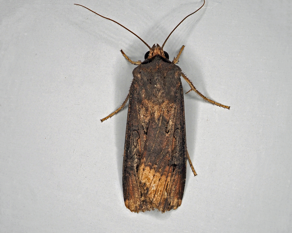 Ipsilon Dart Moth from Salem, NH 03079, USA on August 29, 2024 at 05:41 ...