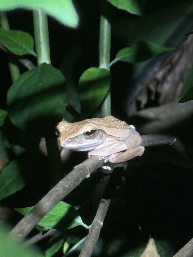 Common Southeast Asian Tree Frog from Singapore Zoo, Singapore, SG, SG ...