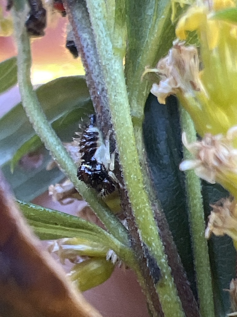 Keeled Treehopper from Moretown, VT, US on August 29, 2024 at 08:53 AM ...
