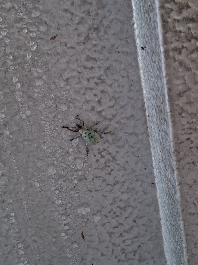 Insects from Savannah on August 29, 2024 at 09:24 AM by feelmypain76 ...
