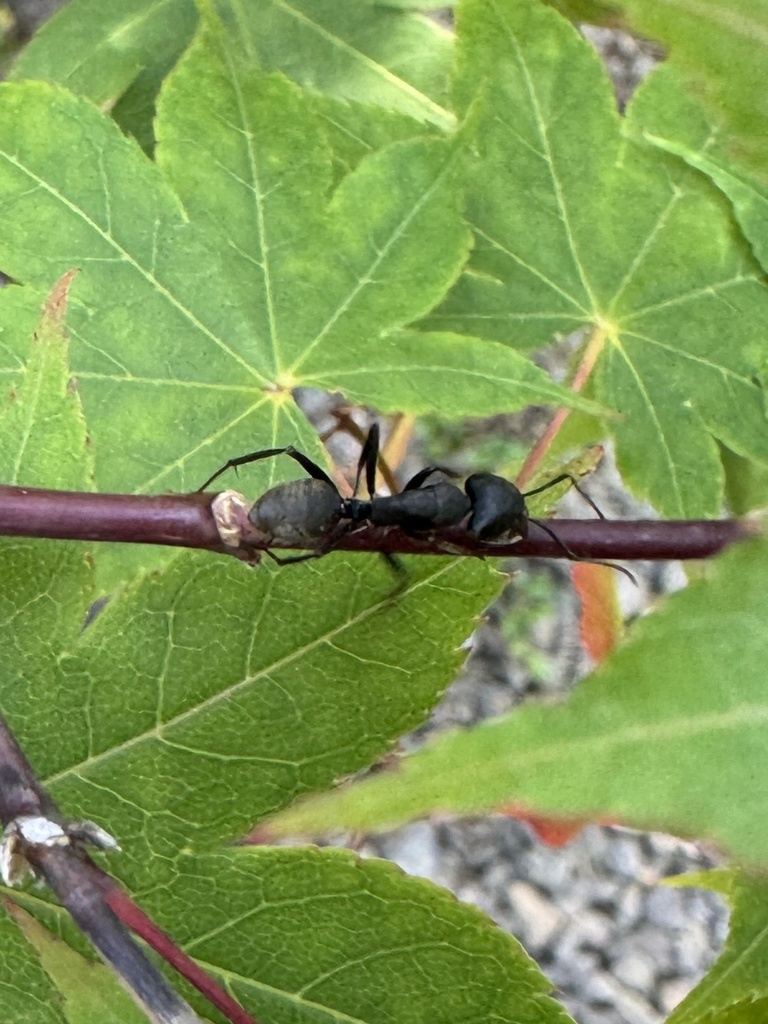 Japanese Carpenter Ant from Gotoku-ji Temple, Setagaya, Tokyo, JP on ...