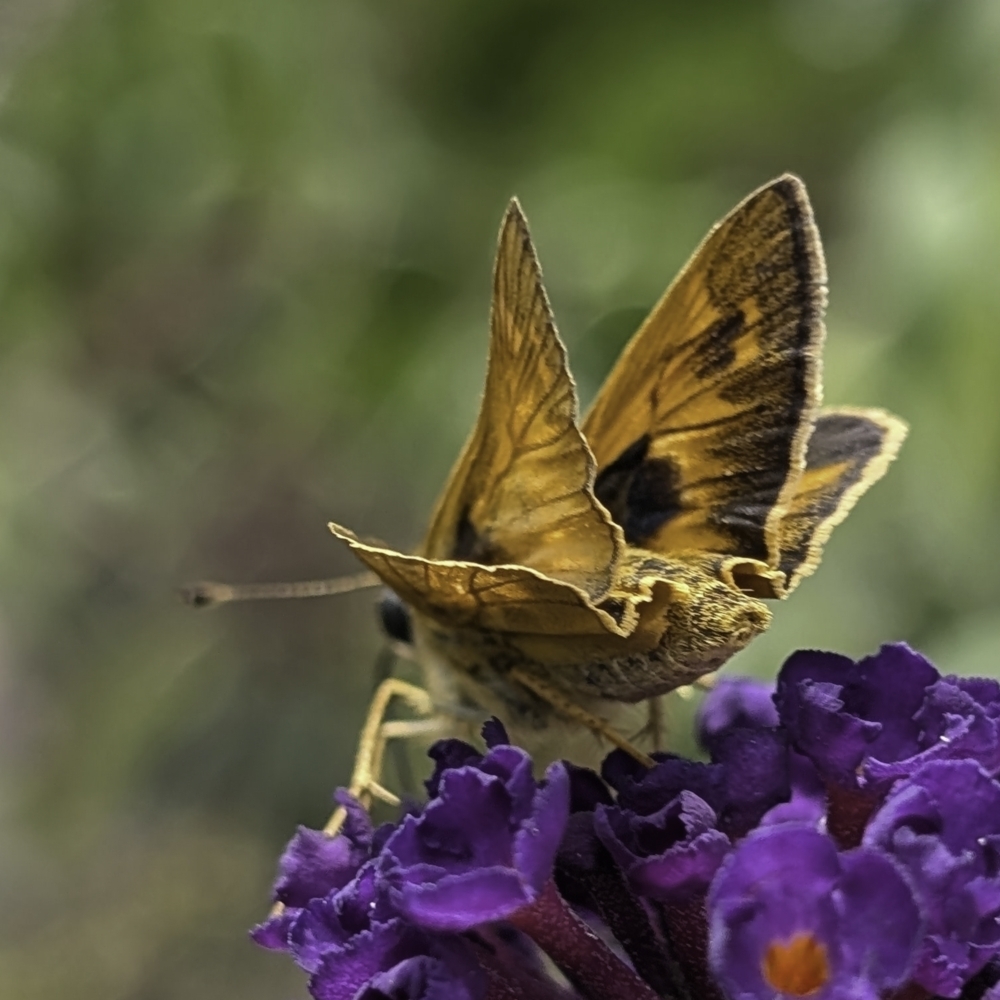 Huron Sachem from Carbondale, IL, USA on August 15, 2024 at 11:20 AM by ...