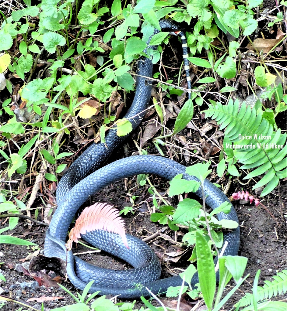 Mexican Snake Eater in May 2019 by Dulce Wilson. This Mussurana was ...