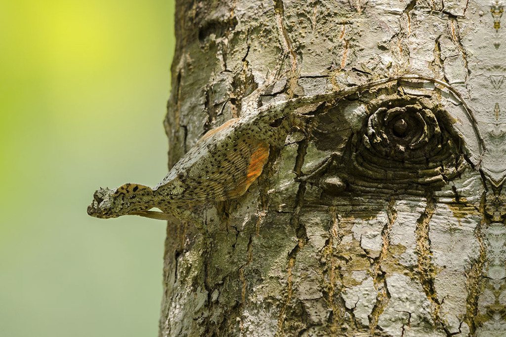 Orange-winged Flying Lizard from 4P2X+5VC, Lokhra, Guwahati, Assam ...