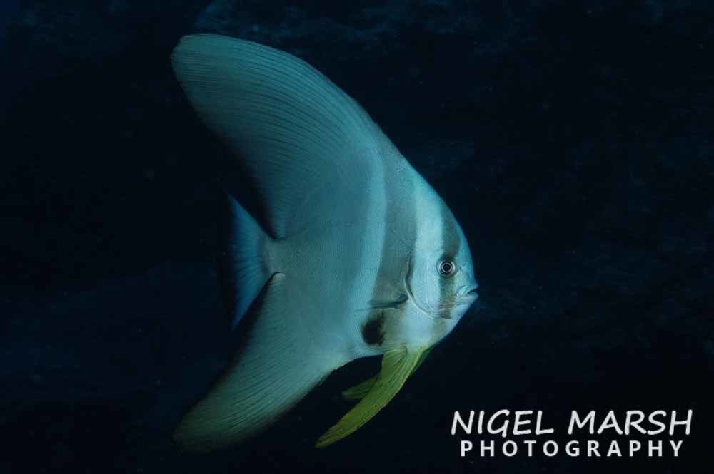 Longfin Batfish from Gladstone, QLD, Australia on January 3, 2007 at 08 ...
