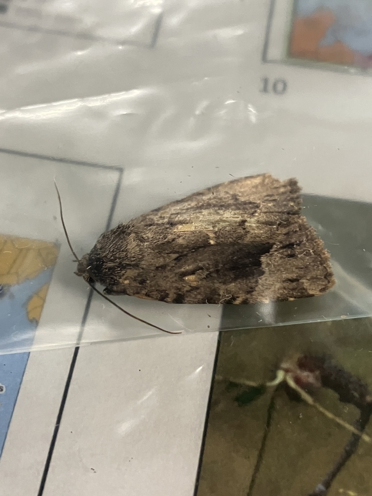 American Copper Underwing from Covington, MI, US on August 29, 2024 at ...