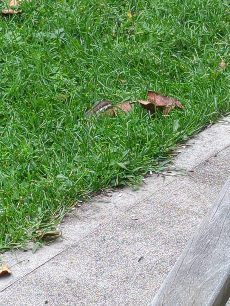 Eastern Chipmunk from Mahtowa Township, MN, USA on August 29, 2024 at ...