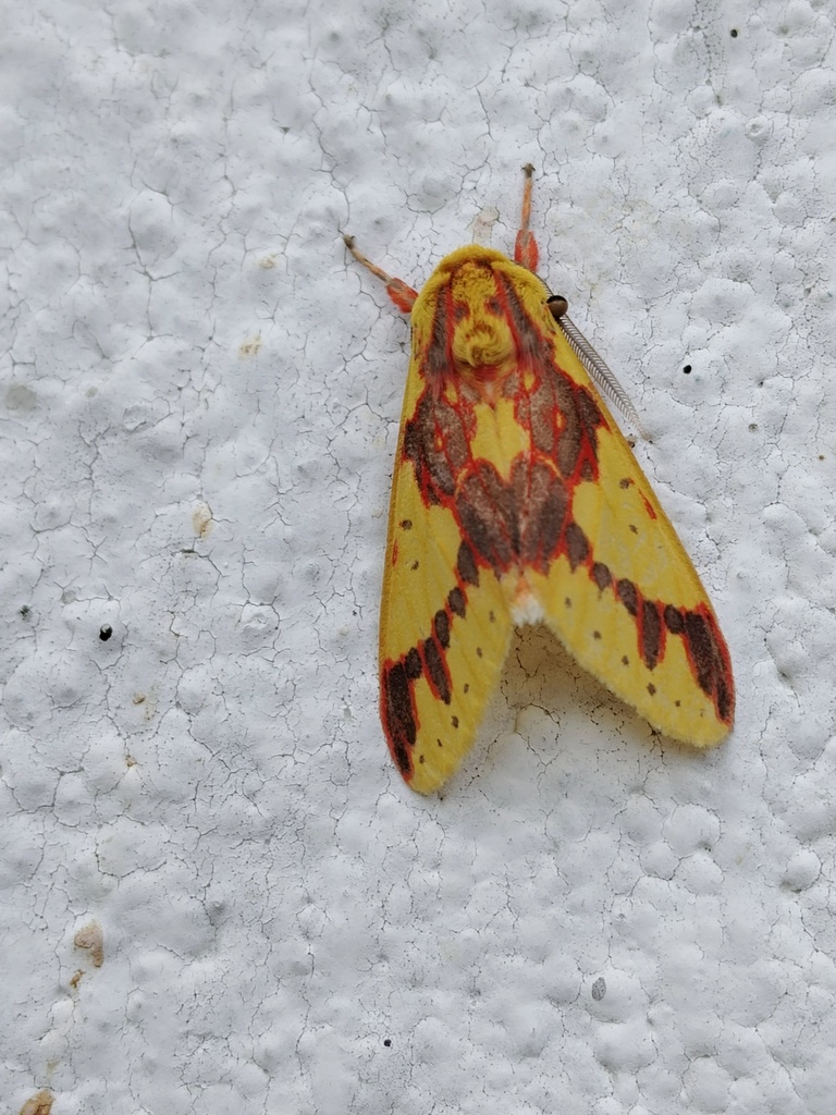 Symphlebia from San Sebastián del Oeste Centro, San Sebastián del Oeste ...