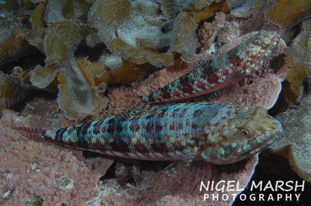Variegated Lizardfish from Gladstone, QLD, Australia on January 4, 2007 ...
