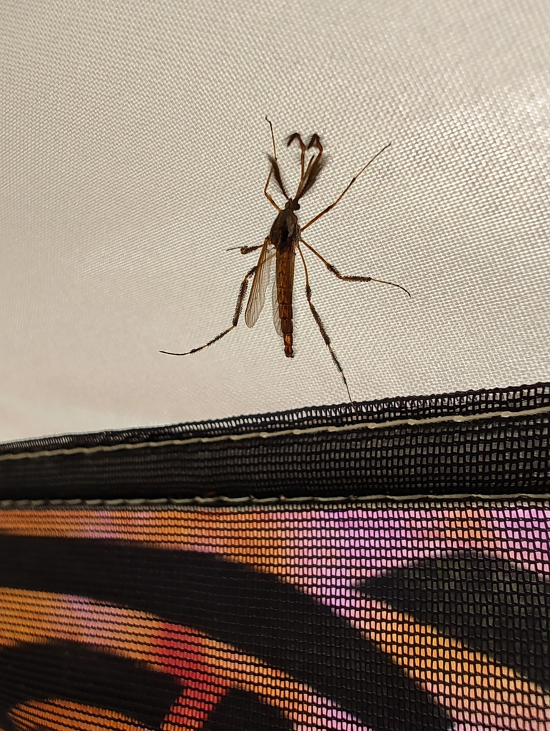 Gallinipper from Dover, DE, USA on August 17, 2024 at 11:33 AM by Jenna ...