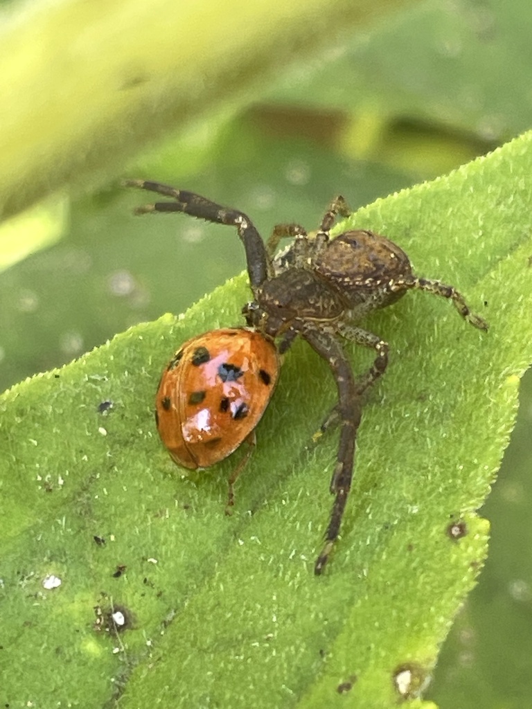 Sad Ground Crab Spider from Forest Park, St. Louis, MO, US on August 29 ...
