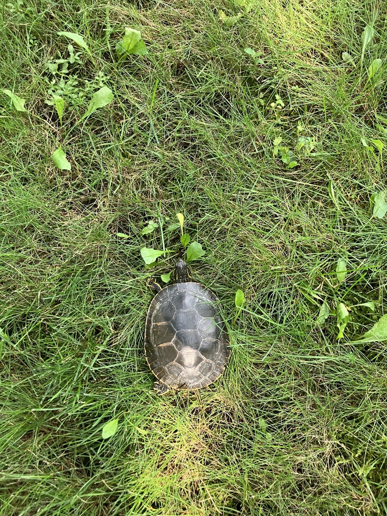 Painted Turtle from Jackson St NE, Ham Lake, MN, US on August 4, 2024 ...