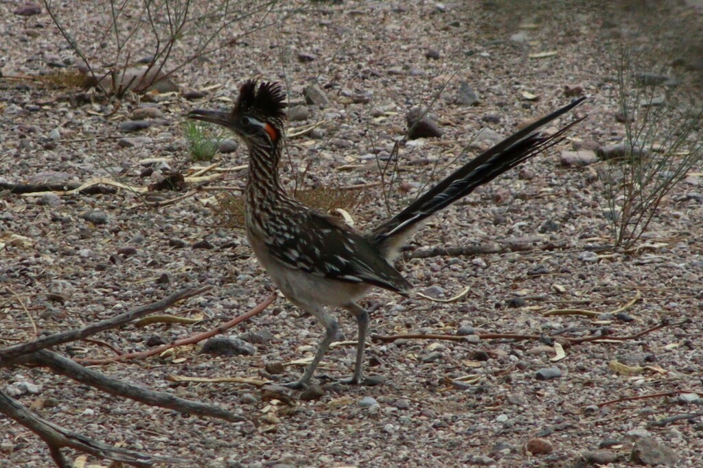 Greater Roadrunner from Flowing Wells, Tucson, AZ, USA on August 18 ...
