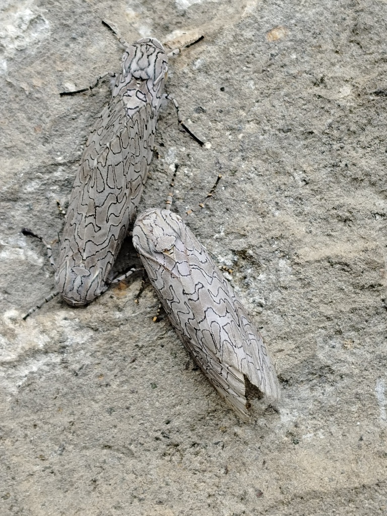 Stictocompe suffusa from San Sebastián del Oeste Centro, San Sebastián ...