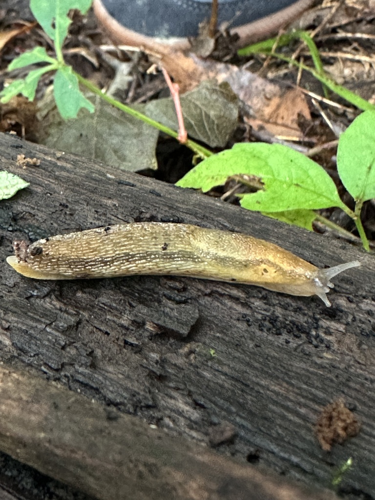 Western Dusky Slug from Parker Mill County Park, Ann Arbor, MI, US on ...