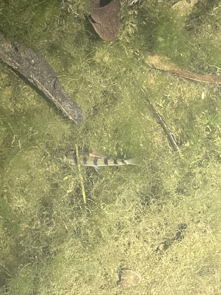 Acrossocheilus fasciatus from 鄞州区, 宁波市, 浙江省, CN on August 29, 2024 at ...